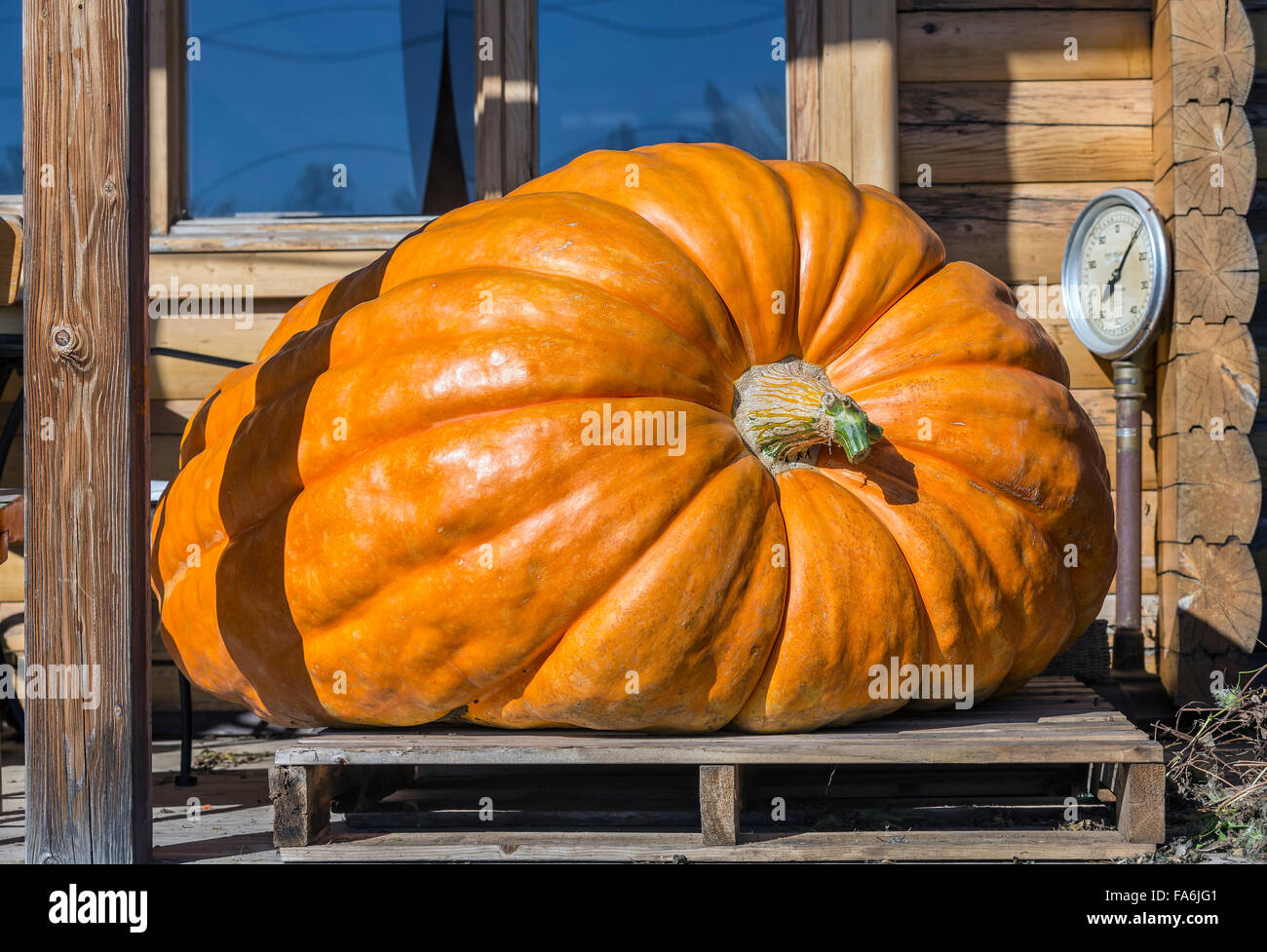 Giant pumpkin close up hi-res stock photography and images - Alamy