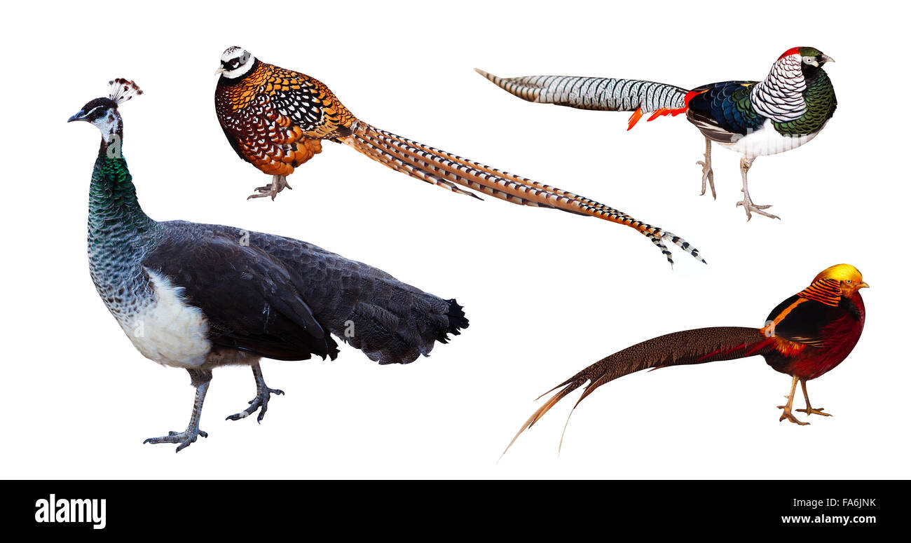 Set of pheasant family birds. Isolated over white background Stock ...