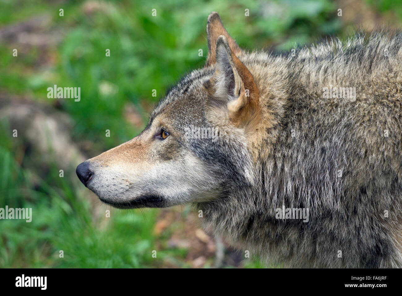 Grey Wolf Profile
