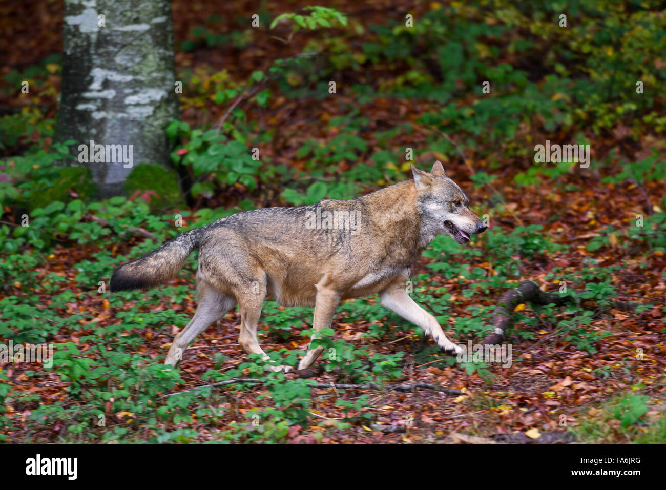 Wolf running through forest hi-res stock photography and images - Alamy
