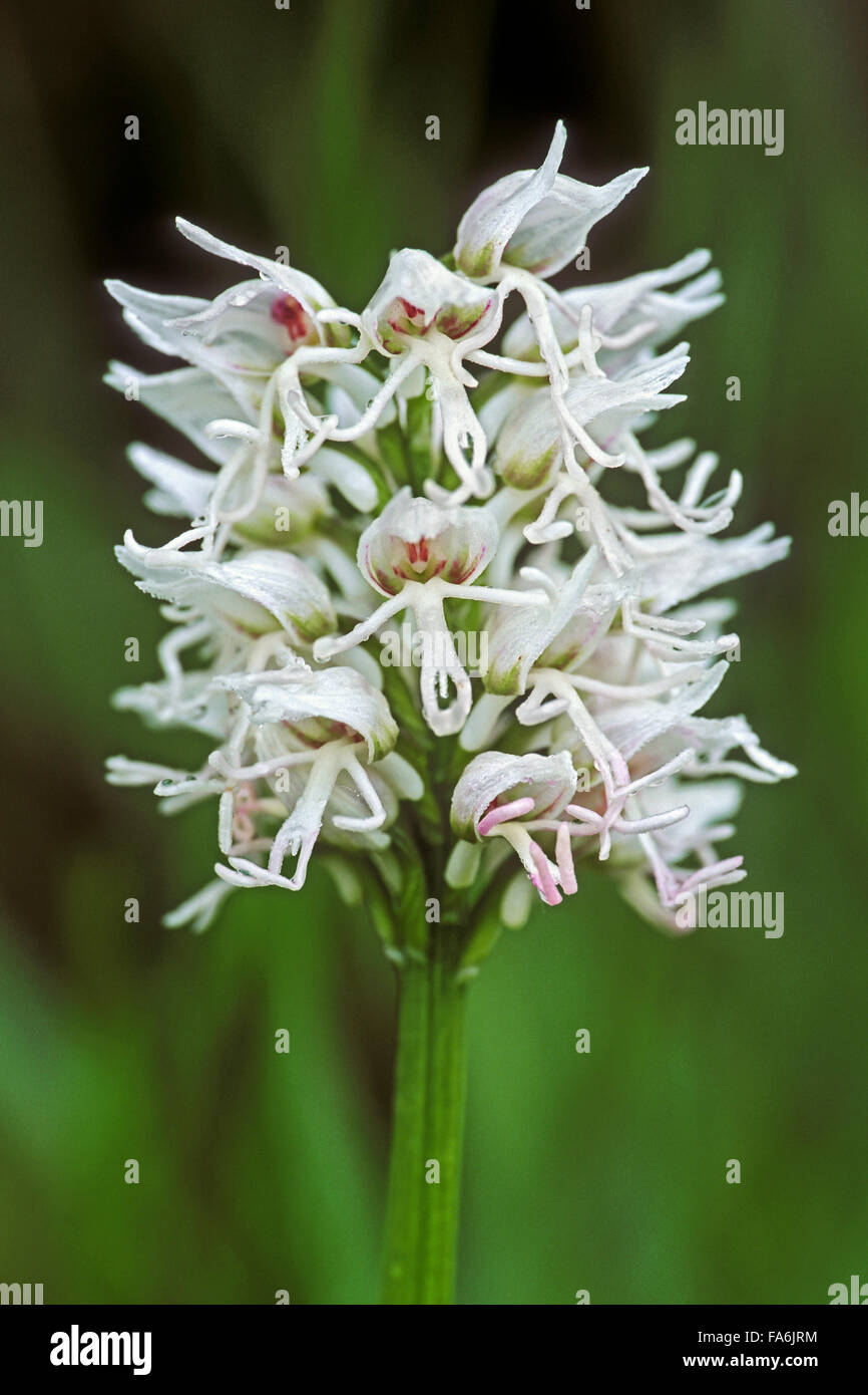 Morph into nature hi-res stock photography and images - Alamy