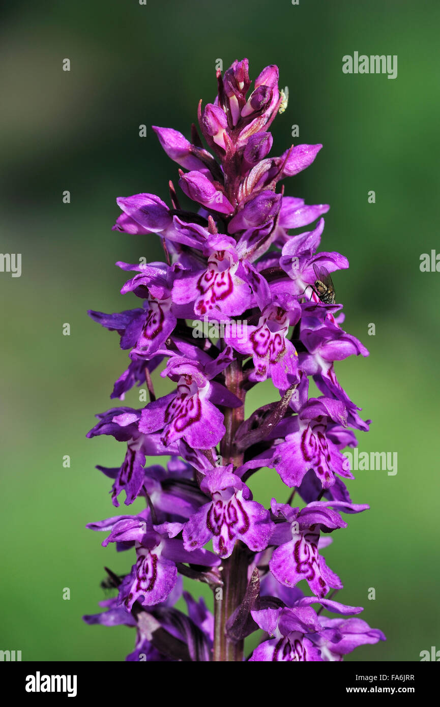 Broad-leaved Marsh Orchid (Dactylorhiza majalis subsp. alpestris) in flower, Pyrenees, France ...