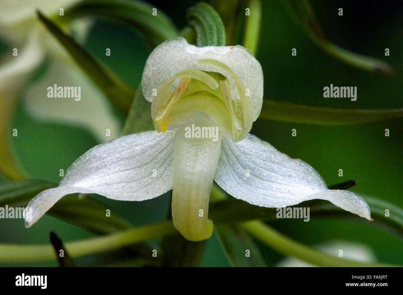 Greater butterfly orchid (Platanthera chlorantha / Orchis chlorantha ...