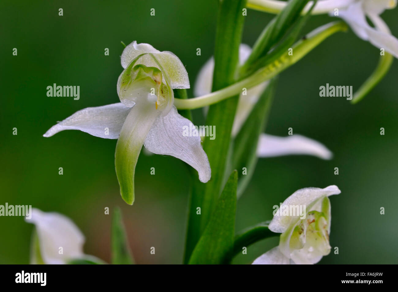 Greater butterfly orchid (Platanthera chlorantha / Orchis chlorantha ...
