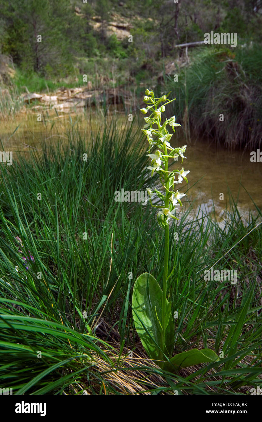 Greater butterfly orchid (Platanthera chlorantha / Orchis chlorantha ...