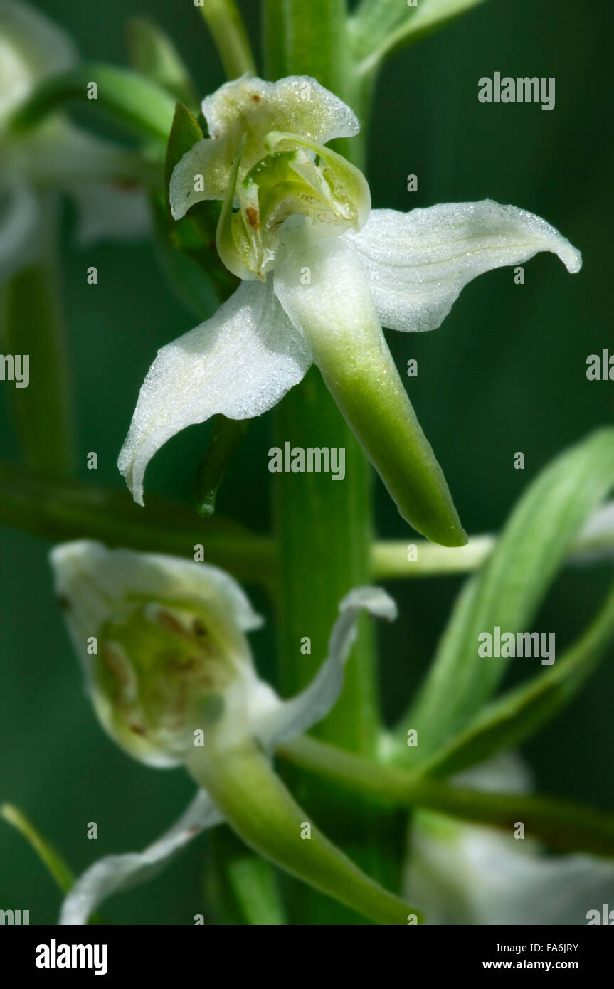Greater butterfly orchid (Platanthera chlorantha / Orchis chlorantha ...