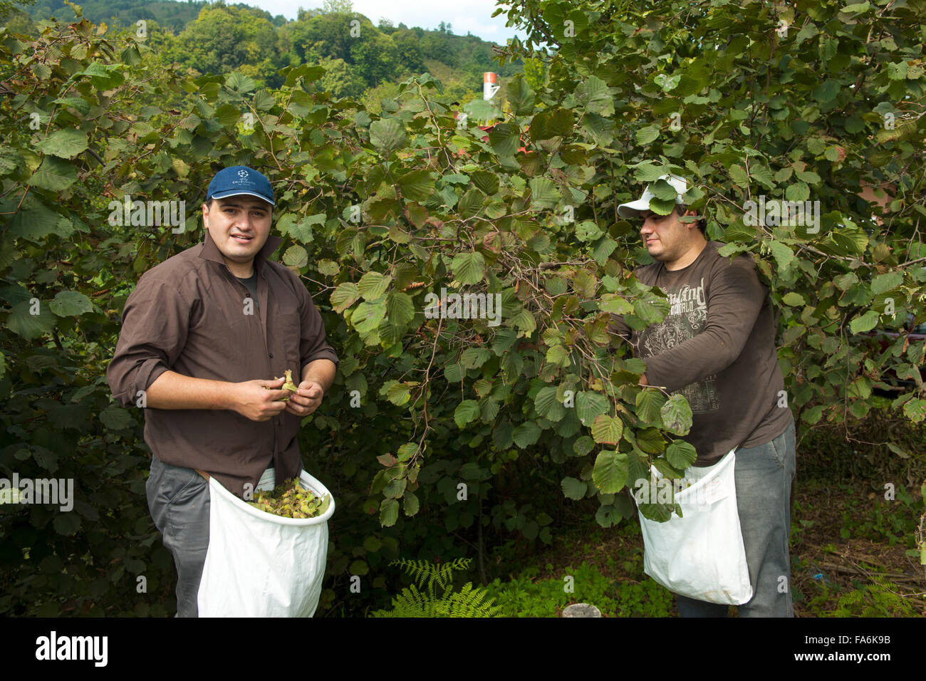 Black sea turkey hazelnut hi-res stock photography and images - Alamy