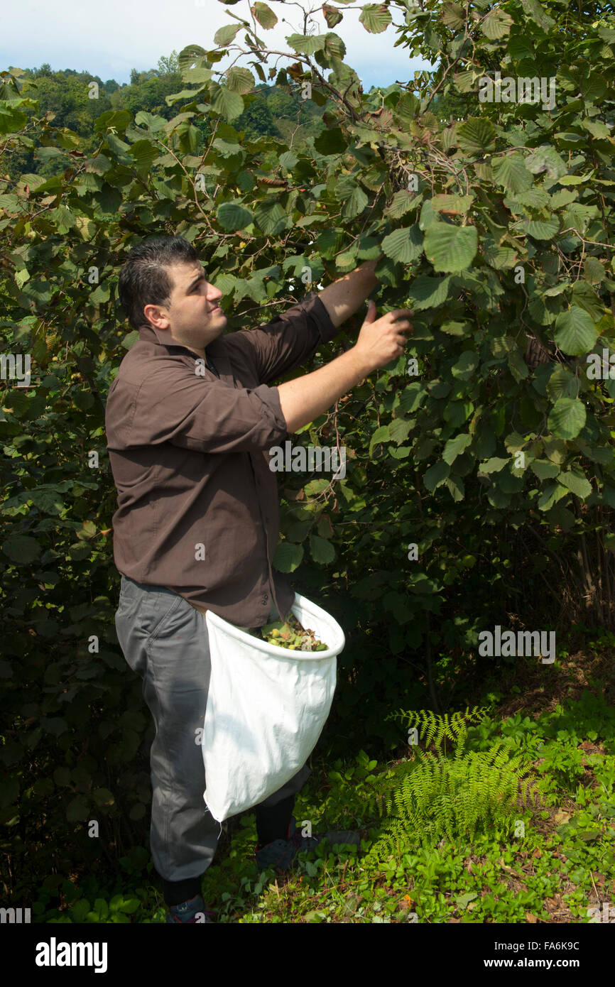 Hazelnut harvest hi-res stock photography and images - Alamy