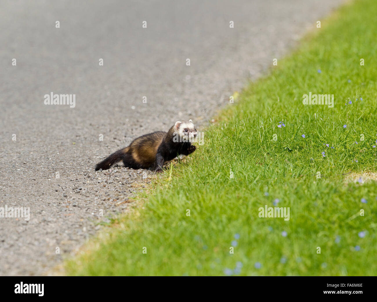 Polecat prey hi-res stock photography and images - Alamy