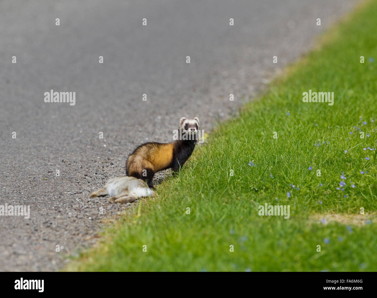 Polecat rabbit hi-res stock photography and images - Alamy