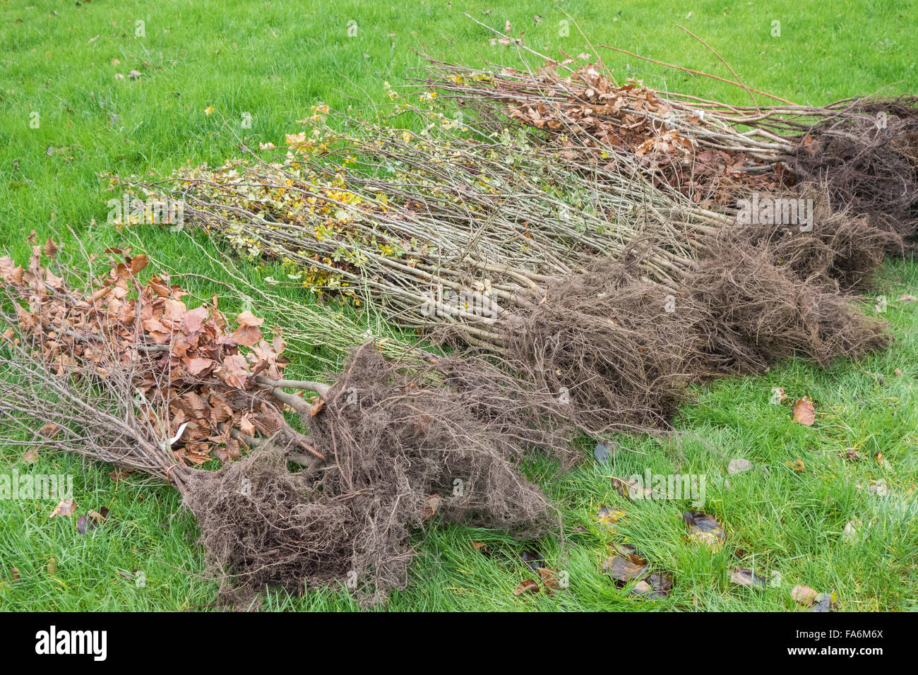 Deciduous Hedge Planting High Resolution Stock Photography and Images ...