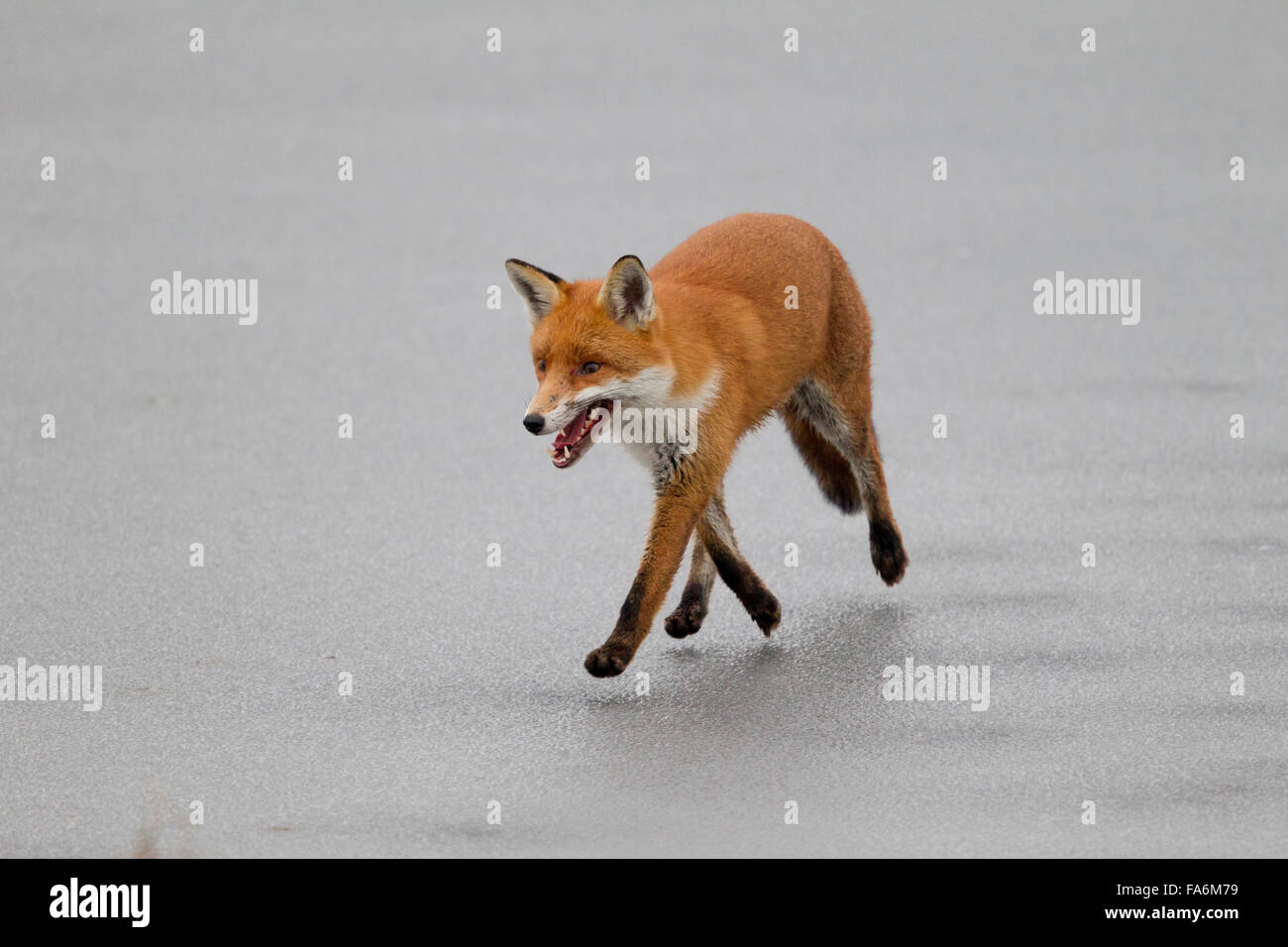 Red Fox on ice, frozen lake Stock Photo - Alamy
