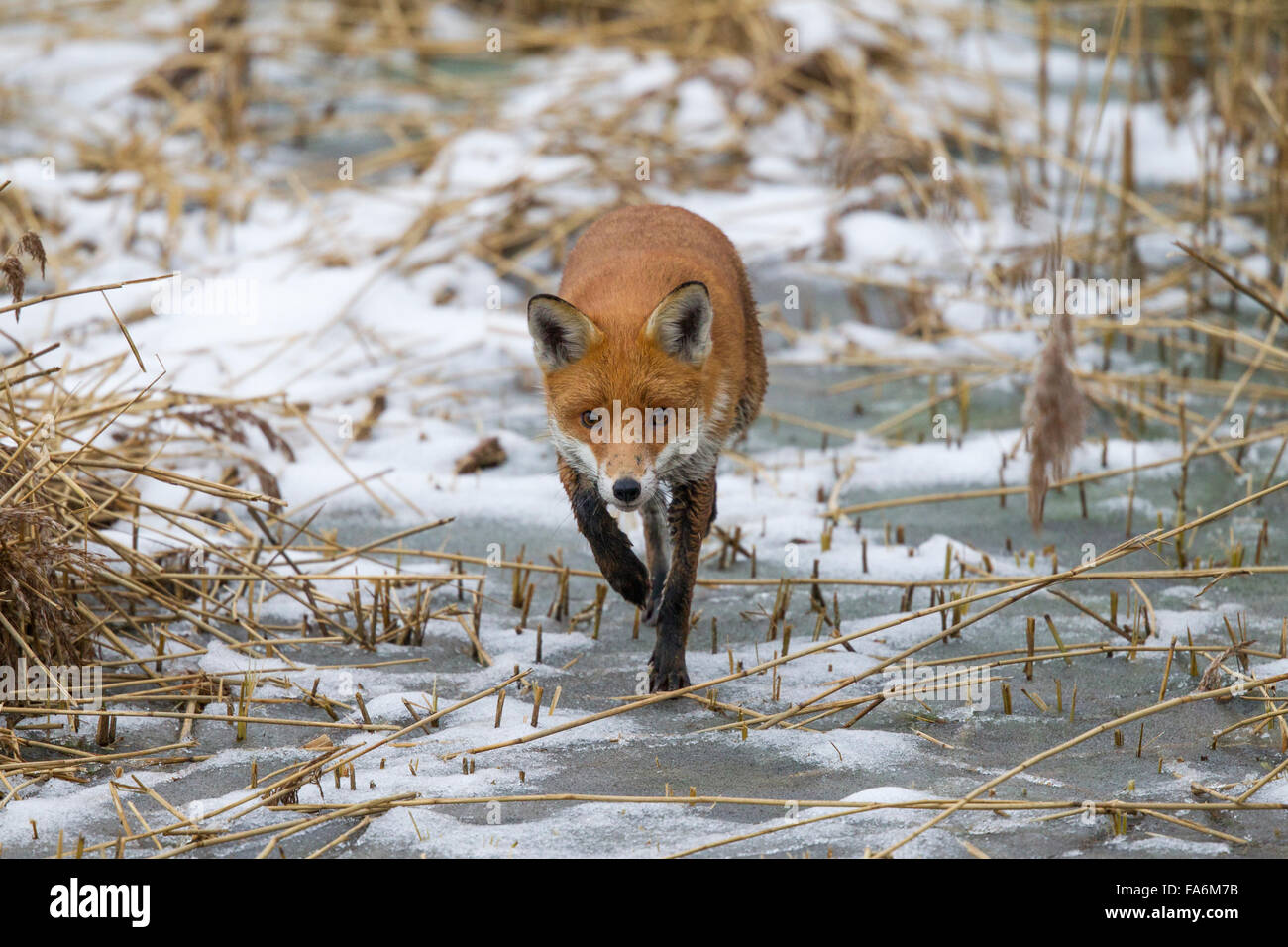 Red Fox on ice, frozen lake Stock Photo - Alamy