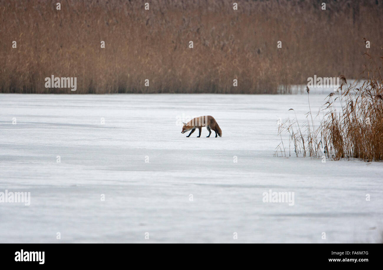Ice Fox Stock Photos & Ice Fox Stock Images - Alamy