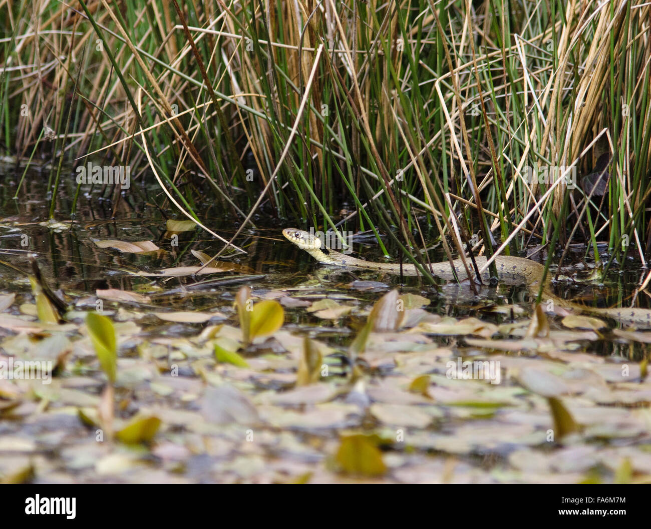 Grass Snake swimming in pond Stock Photo - Alamy