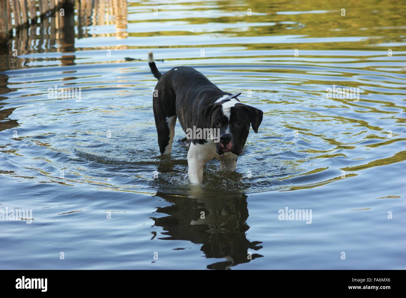 Dog of water hi-res stock photography and images - Alamy