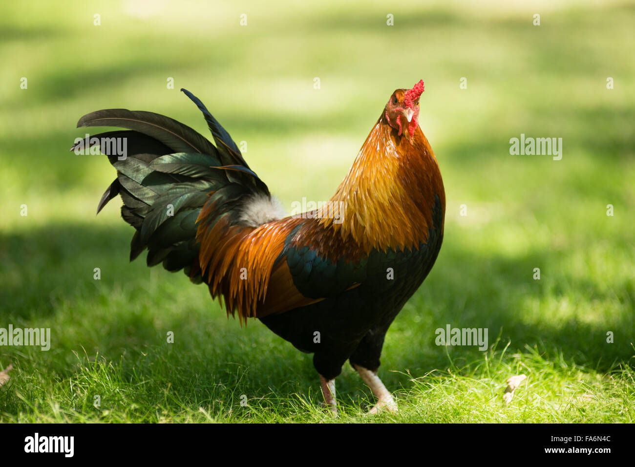 Feral Rooster Male Chicken Hawaii Park Stock Photo - Alamy