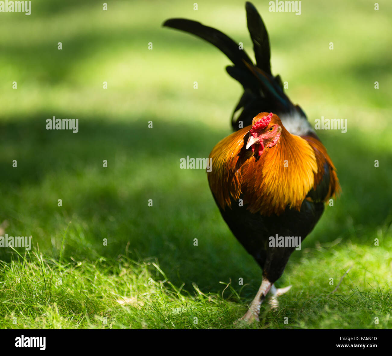 Feral Rooster Male Chicken Hawaii Park Stock Photo - Alamy