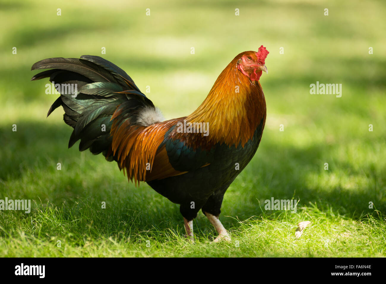 Feral Rooster Male Chicken Hawaii Park Stock Photo - Alamy
