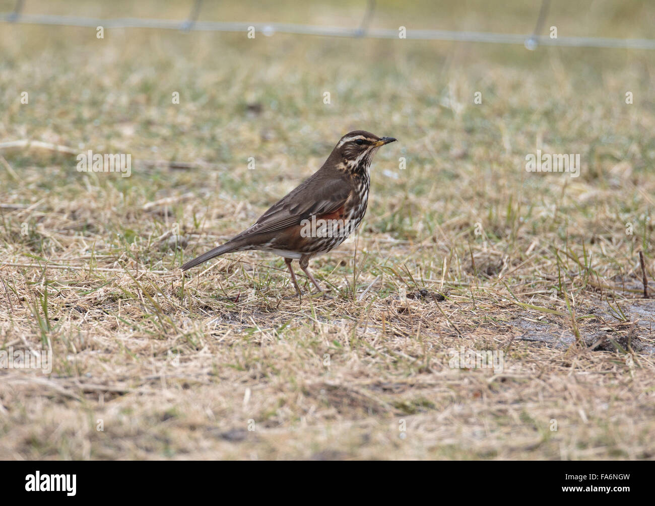 Turdus iliacus coburni hi-res stock photography and images - Alamy
