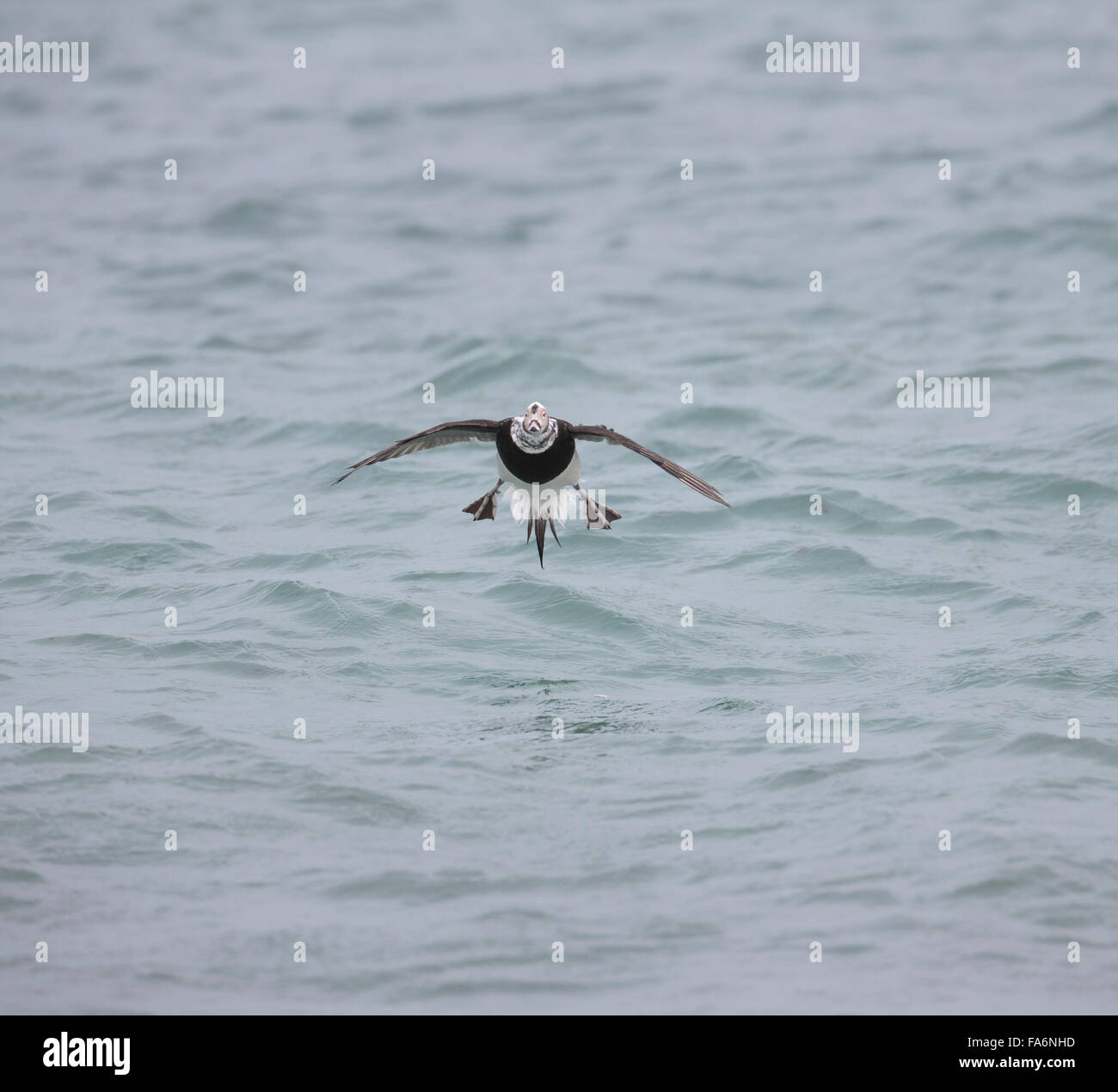 Long-tailed Duck, Clangula hyemalis, landing on seas, Atlantic, Outer ...