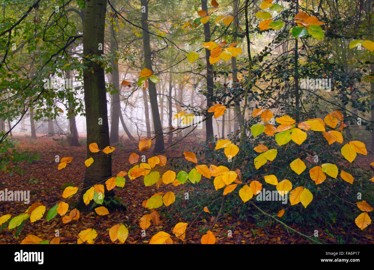 November landscape hi-res stock photography and images - Alamy