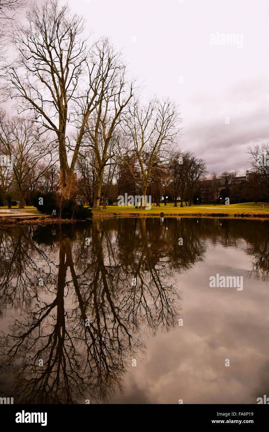 Mirror image of empty trees Stock Photo - Alamy