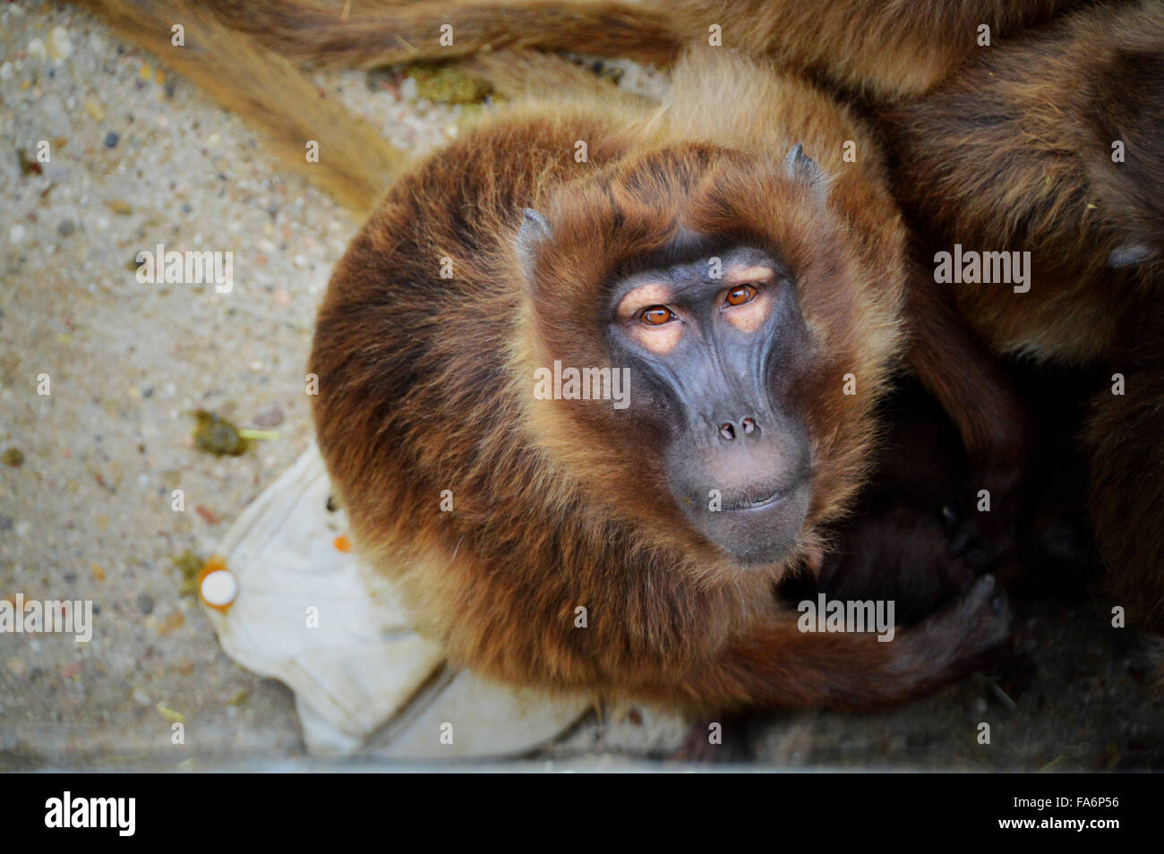 Monkey looking at camera hi-res stock photography and images - Alamy