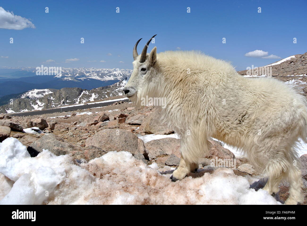 Mountain Goats, Mount Evans, Colorado Stock Photo - Alamy