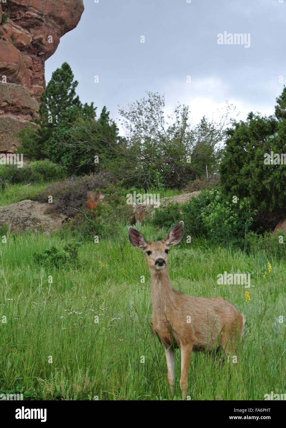 Red Rocks Deer Stock Photo - Alamy