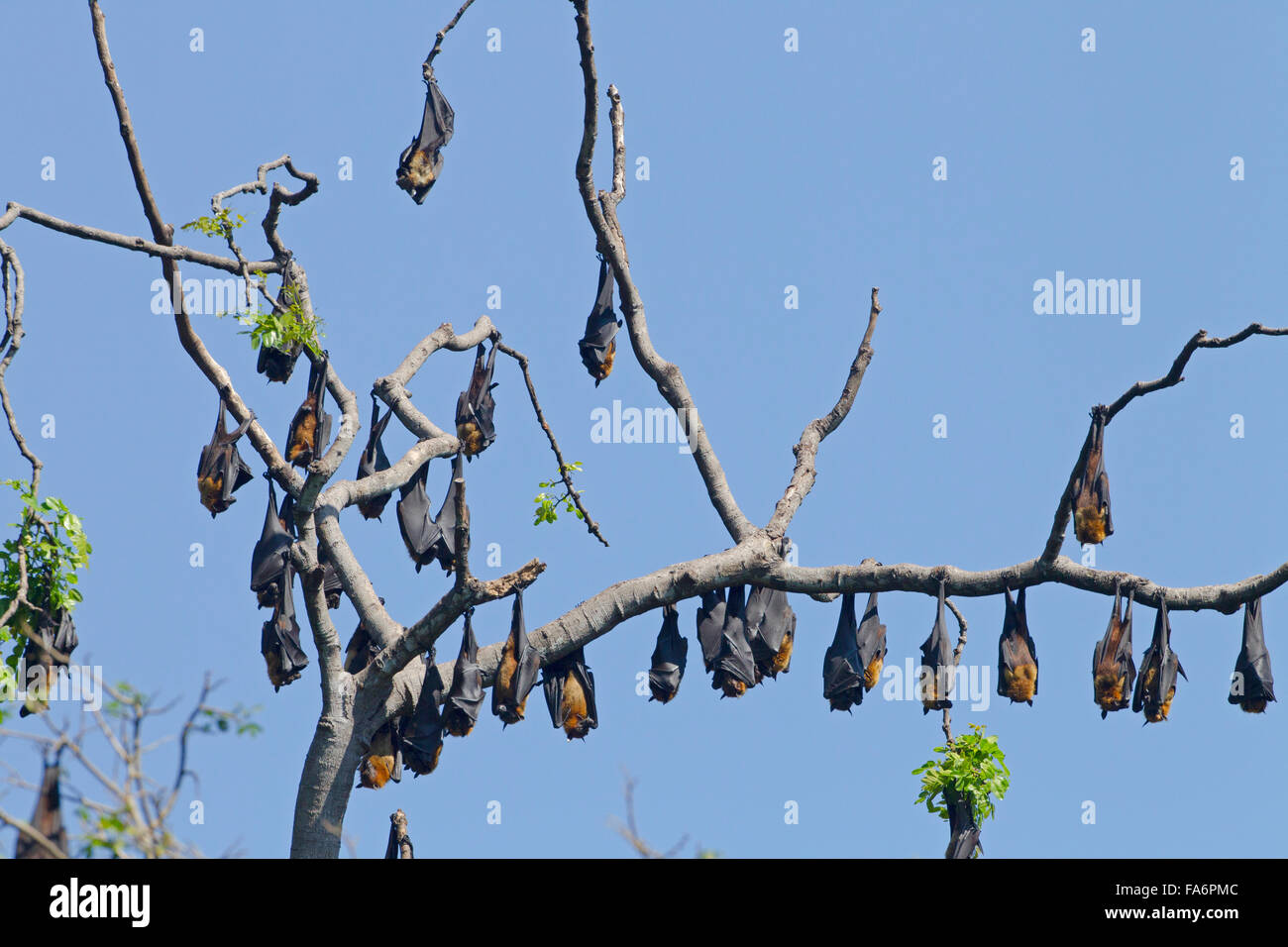 Fruit Bat or Flying Foxes Pteropus giganteus Colombo Sri Lanka Stock ...