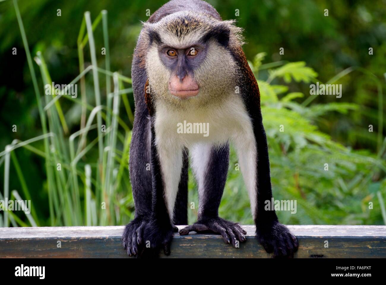 Grand etang mona monkey hi-res stock photography and images - Alamy