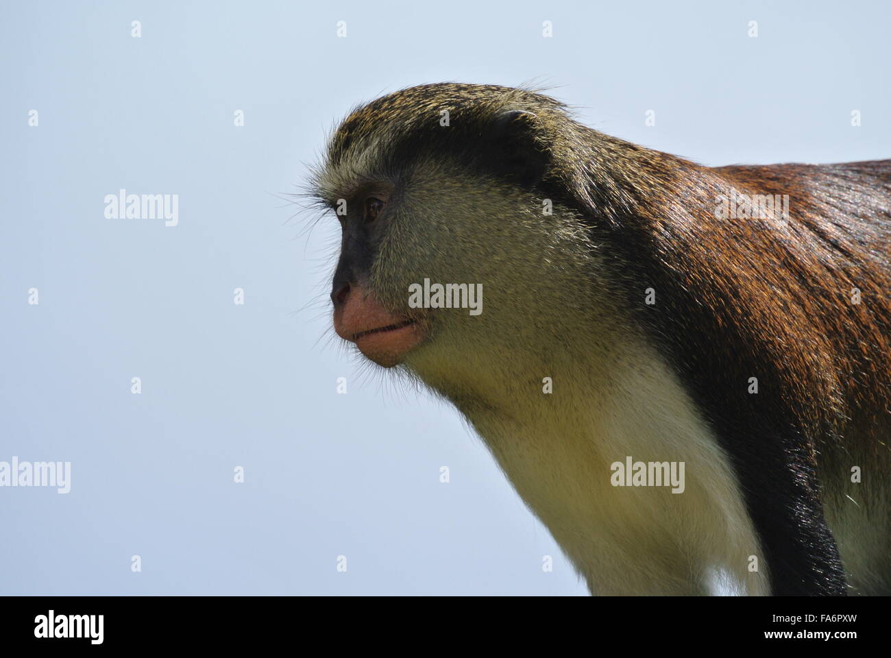 Grand etang mona monkey hi-res stock photography and images - Alamy
