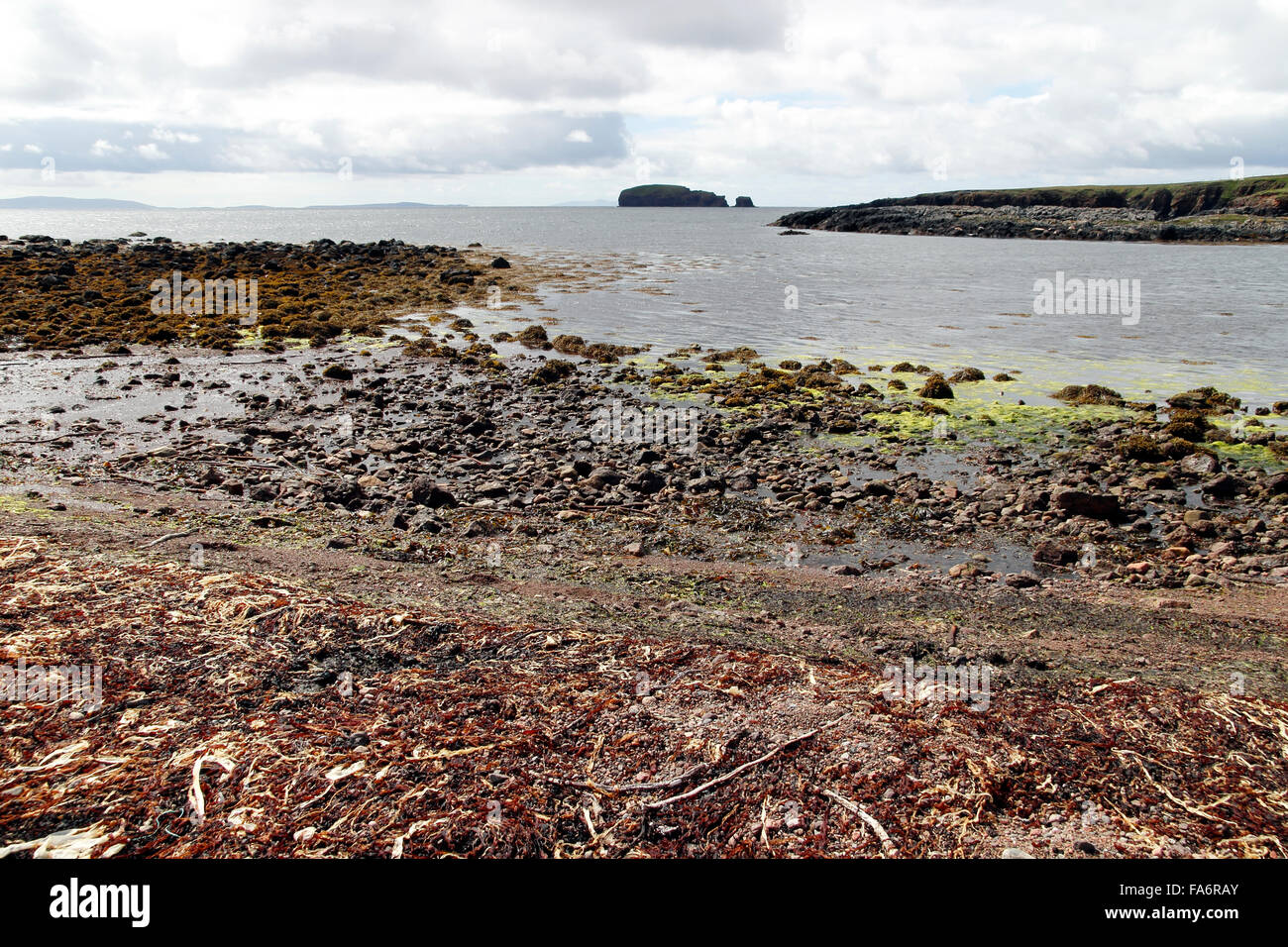 Shetland scotland seaweed hi-res stock photography and images - Alamy