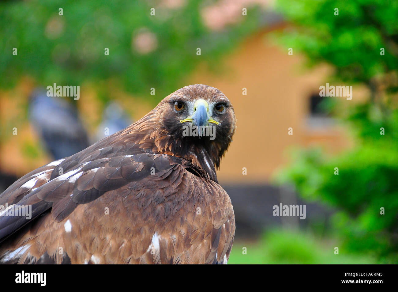 Beautiful hawk staring at the camera in an exhibition of falconry Stock ...