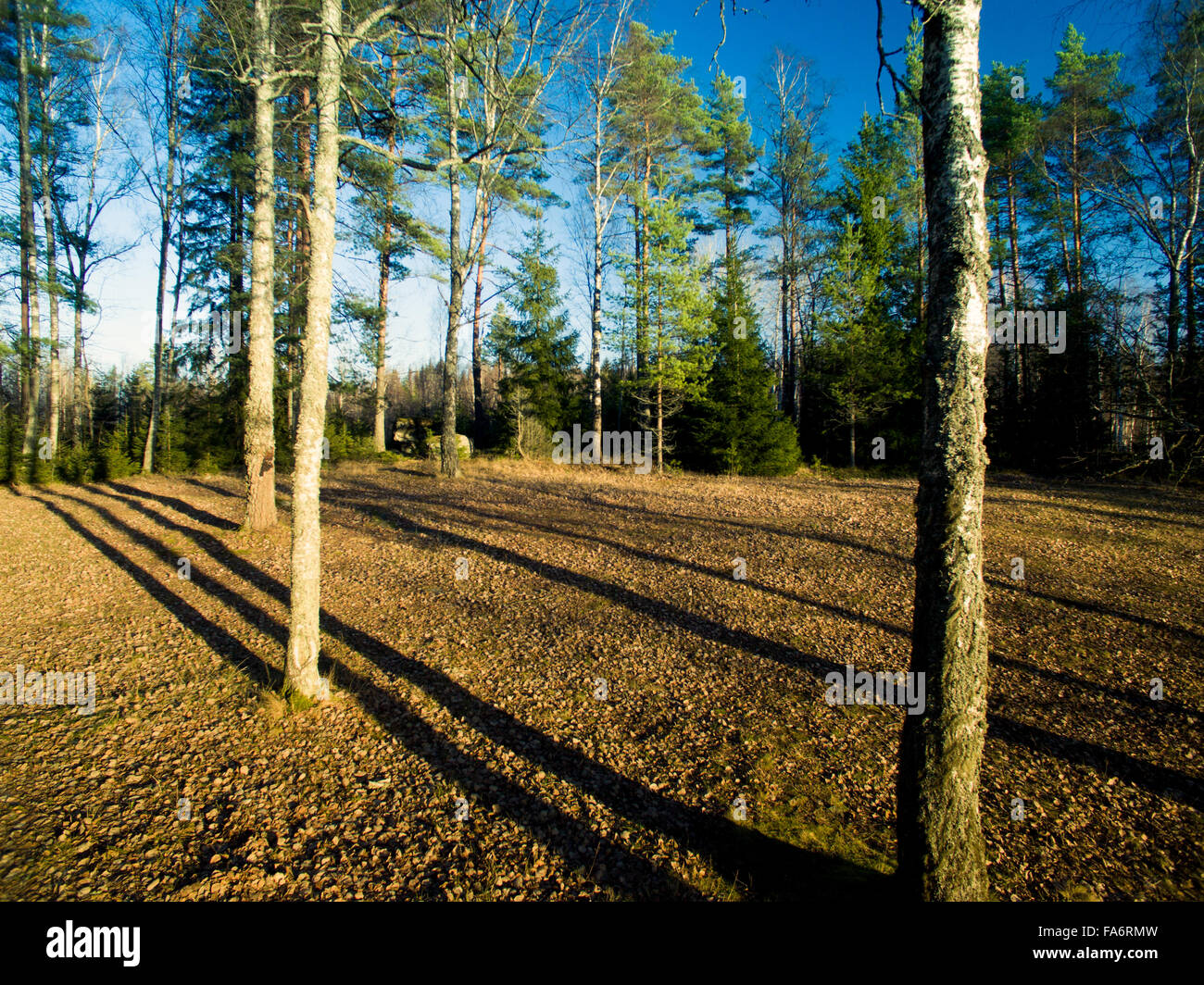 Trees and long shadows Stock Photo - Alamy