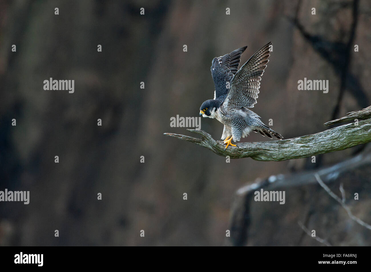 Peregrine falcon wing stretch Stock Photo - Alamy