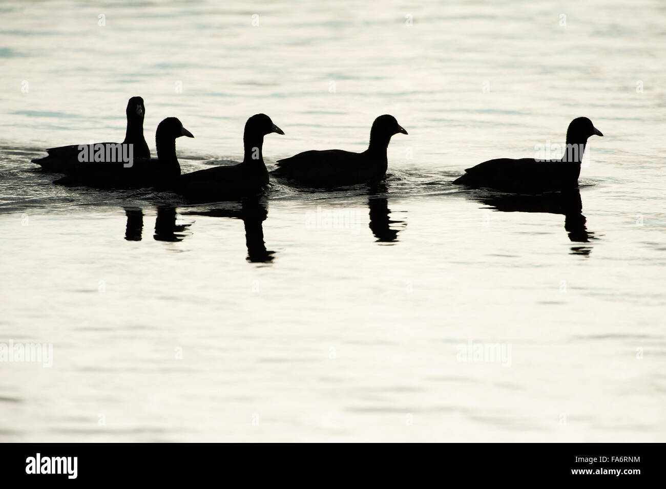 American coots in silhouette hi-res stock photography and images - Alamy