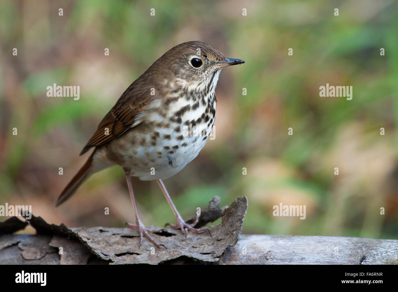 Hermit thrush hi-res stock photography and images - Alamy