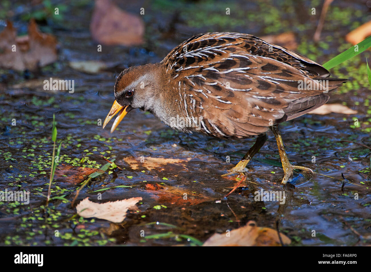 Sora rail foraging at pond's edge Stock Photo - Alamy
