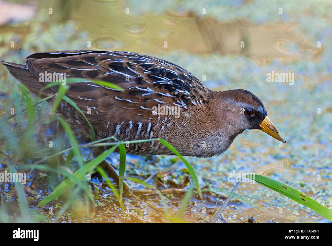 Sora rail foraging on late summer pond Stock Photo - Alamy