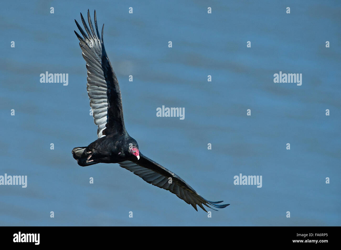 Vulture in flight hi-res stock photography and images - Alamy