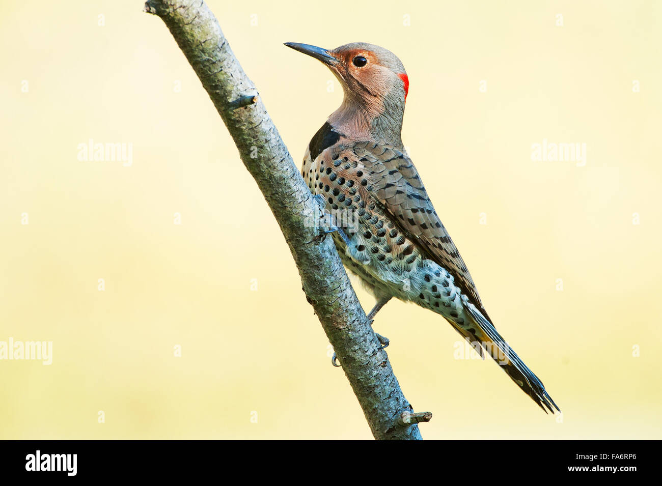 Female northern flicker on perch Stock Photo - Alamy