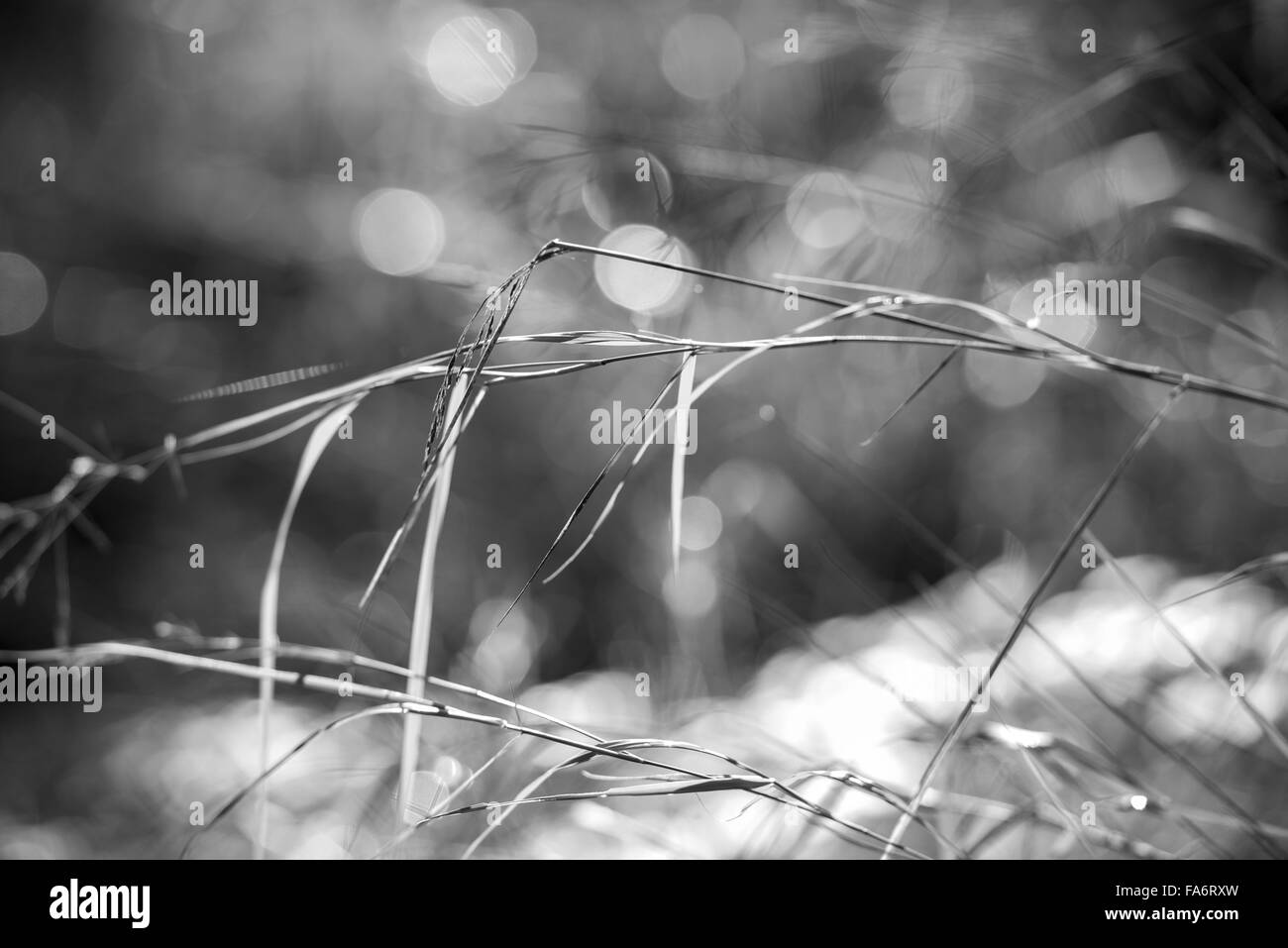 Yokneam, Israel, Israel. 20th Dec, 2015. North Israel landscape in ...