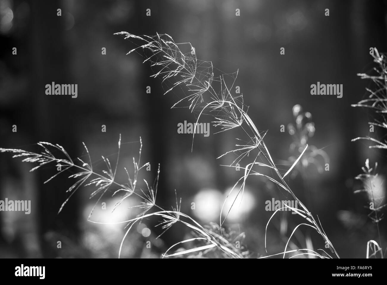 Yokneam, Israel, Israel. 20th Dec, 2015. North Israel landscape in ...