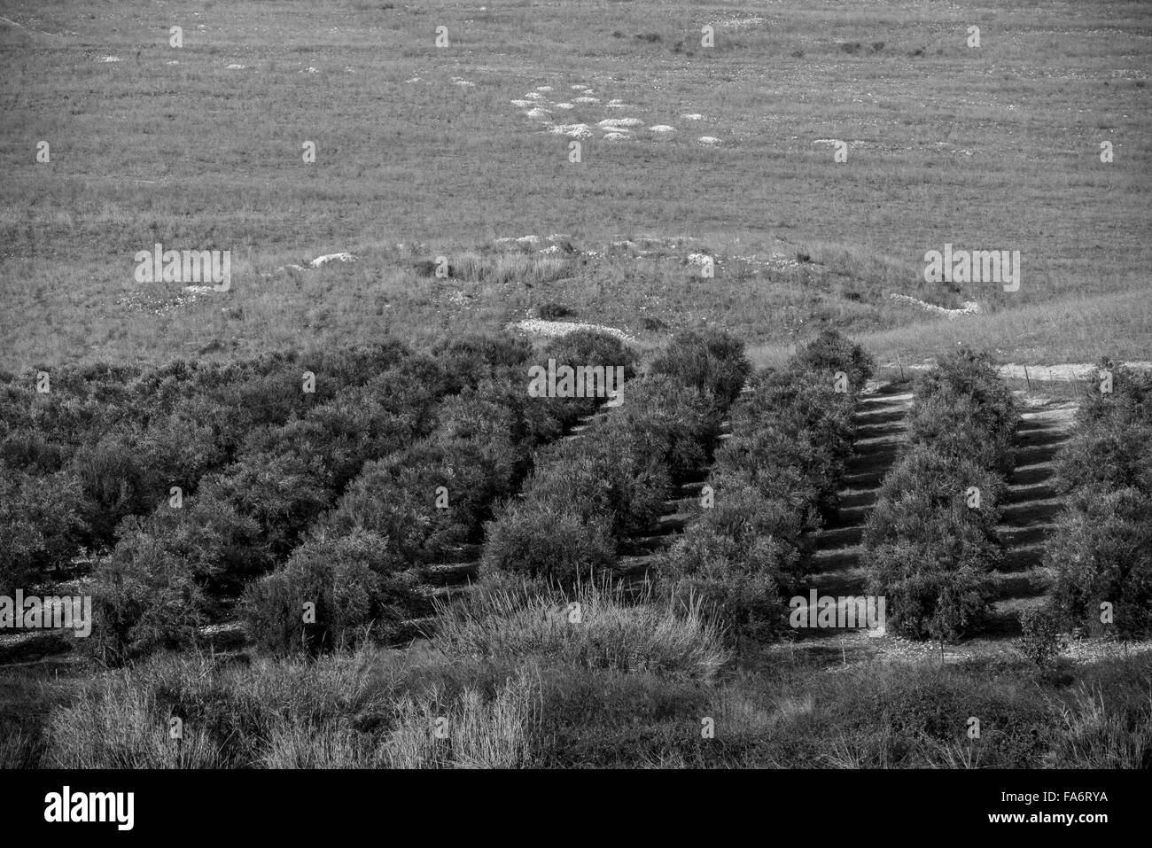 Yokneam, Israel, Israel. 19th Dec, 2015. North Israel landscape in ...
