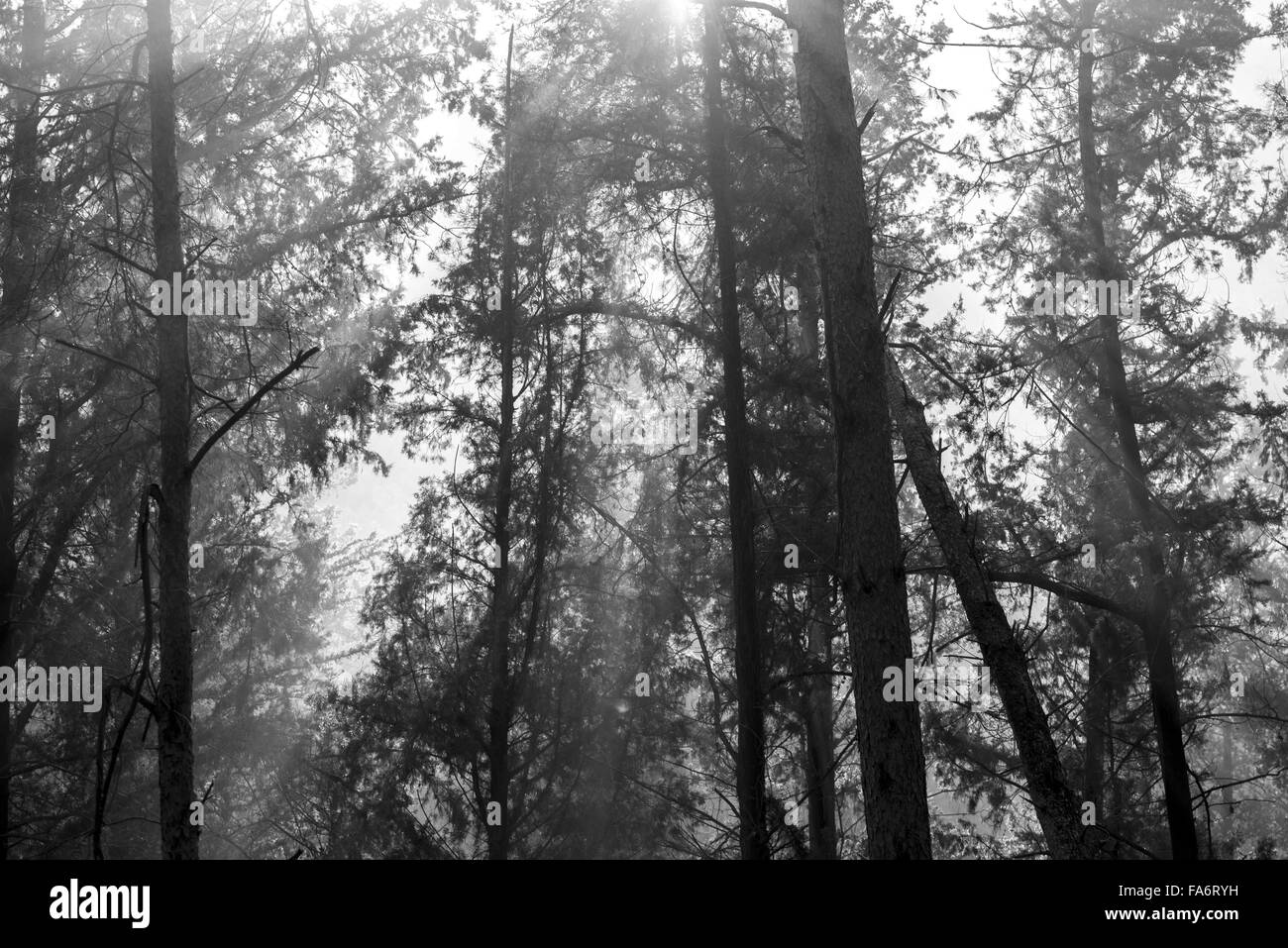 Yokneam, Israel, Israel. 20th Dec, 2015. North Israel landscape in ...