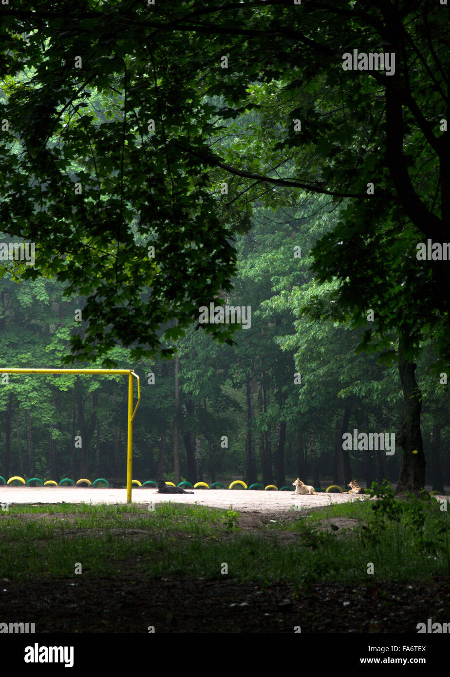 stadium in the forest with a gate for football Stock Photo - Alamy