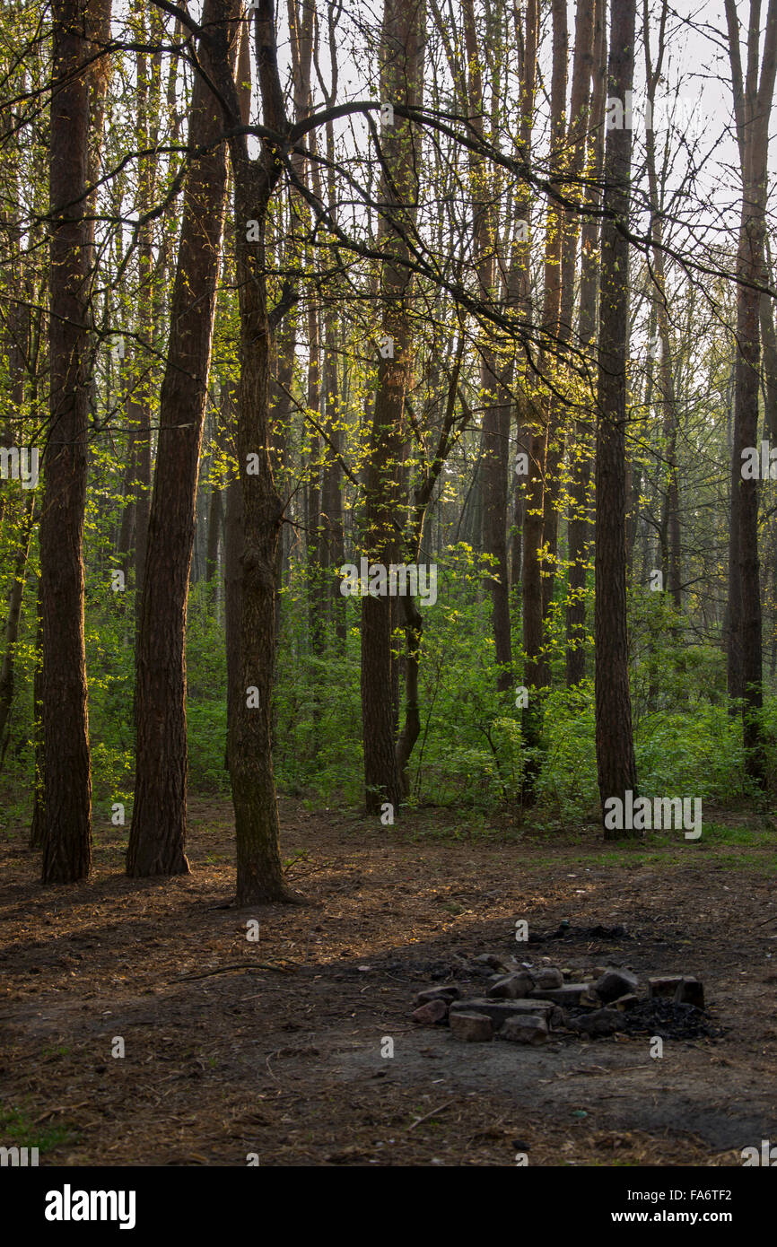 path in a pine forest through the fog Stock Photo - Alamy