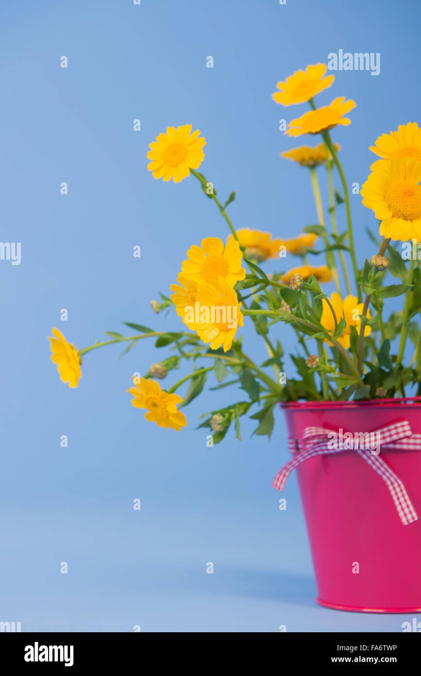 Bouquet yellow flowers in pink bucket on blue background Stock Photo ...